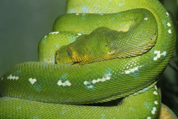 Green tree python snake ⬇ Stock Photo, Image by © mcgphoto #2425774