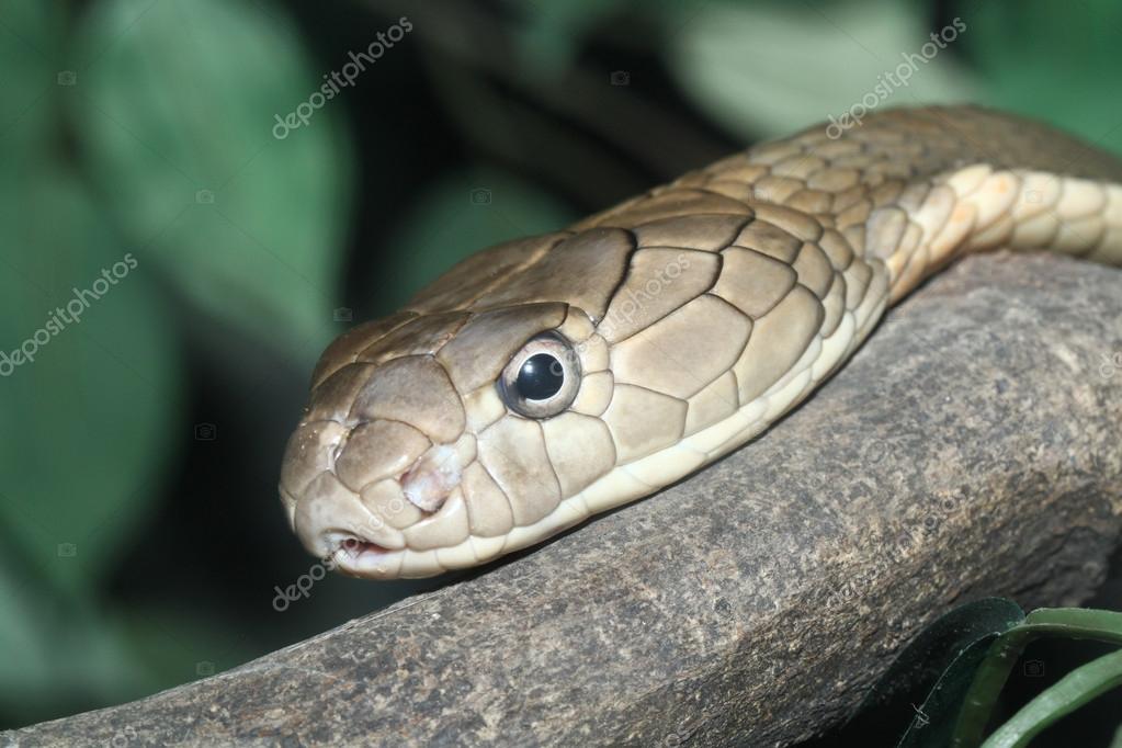 King Cobra Eyes Close Up