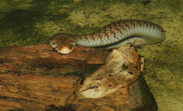 Snake on log Stock Photos, Royalty Free Snake on log Images | Depositphotos