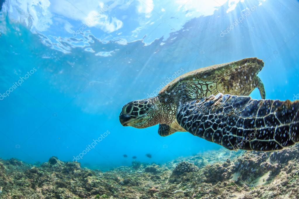 Sea turtle underwater in Pacific Ocean — Stock Photo © vitaliy_sokol ...
