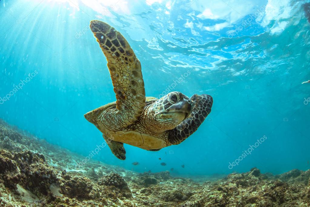 Beautiful Sea Turtles