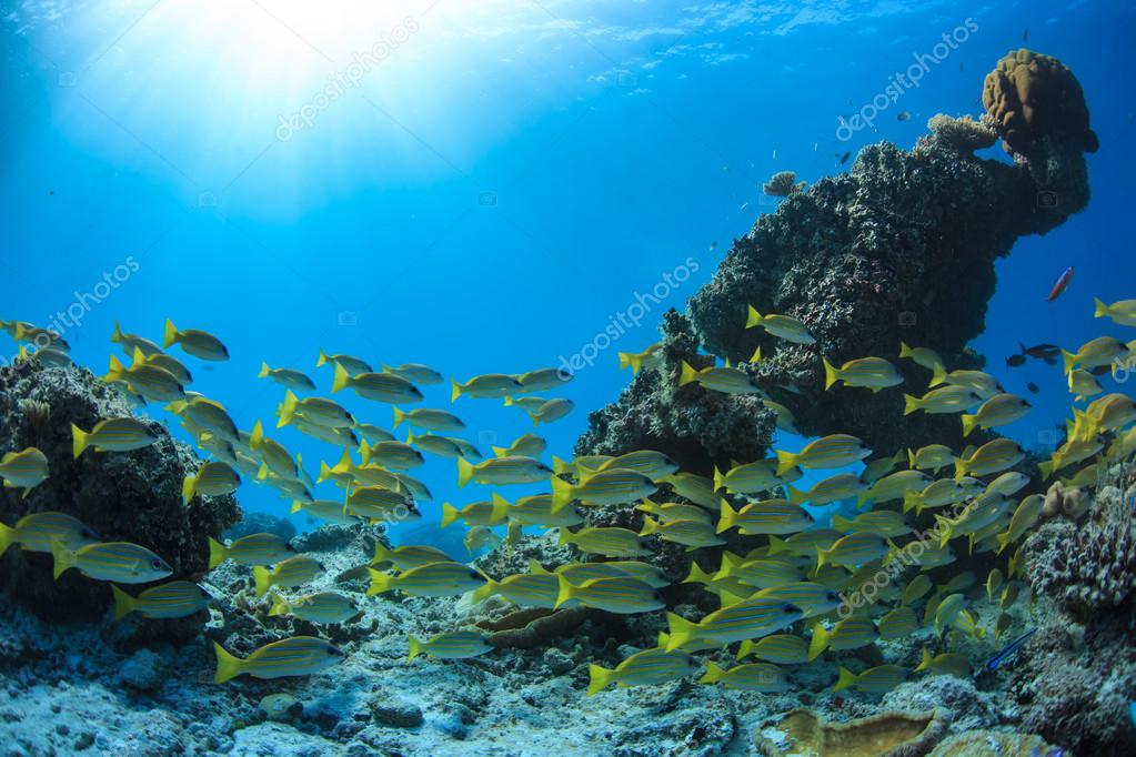Coral reef in tropical ocean full of fish floating under water surface ...