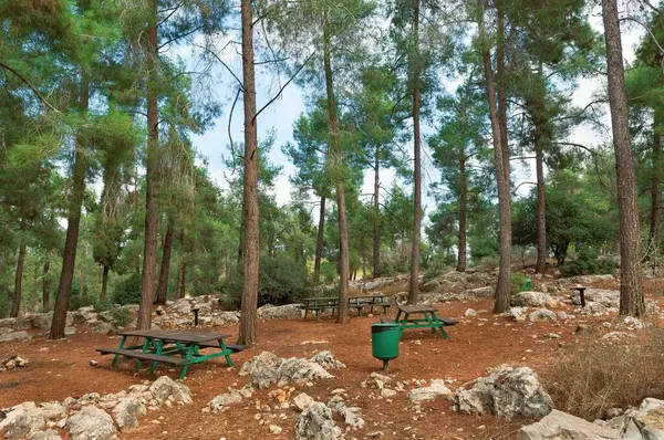Israeli forest Stock Photos, Royalty Free Israeli forest Images ...