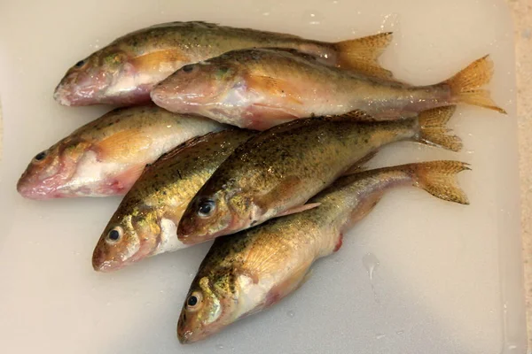 Pescado fresco Eurasian Ruffe (Gymnocephalus cernuus) en una tabla ...