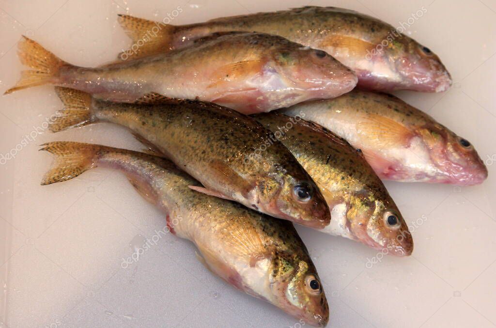 Pescado fresco Eurasian Ruffe (Gymnocephalus cernuus) en una tabla ...