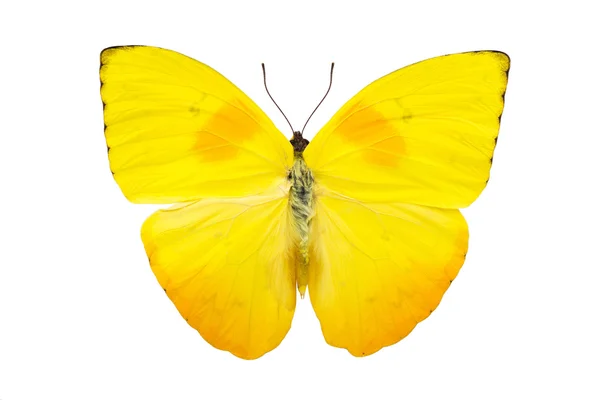Real Yellow Butterflies