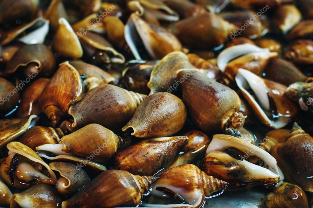 Background with Mollusc at a Fresh Market Stock Photo by ©dariazu 104072646