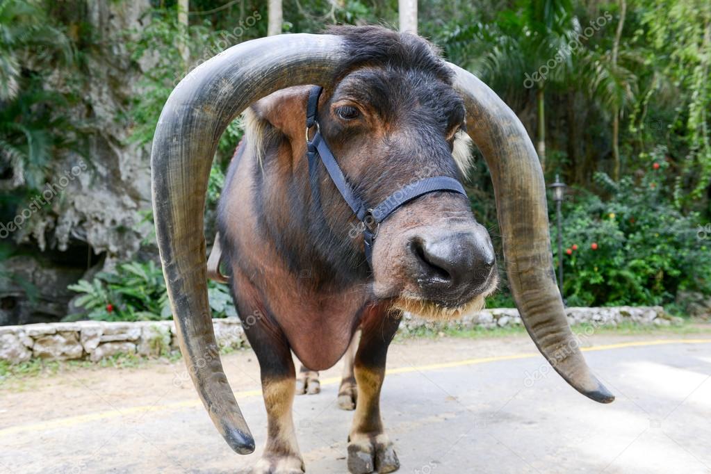 Bue con corna lunghe — Foto Stock © Fotoember #104115368