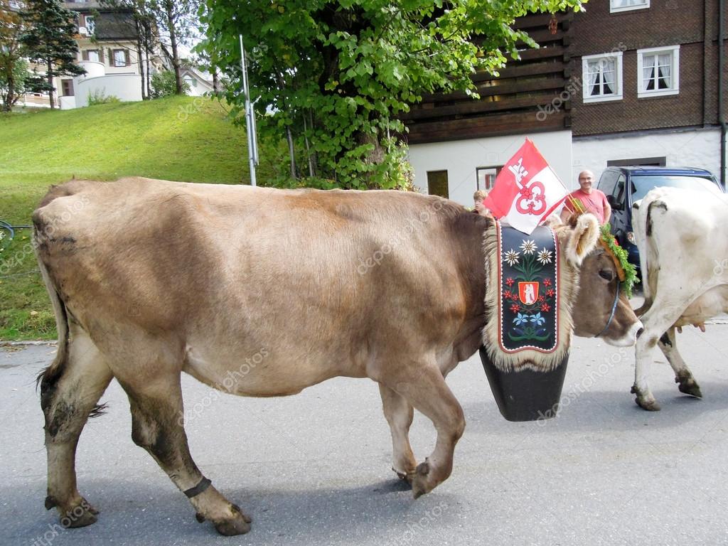 Farmers with a herd of cows on the annual transhumance on the st ...