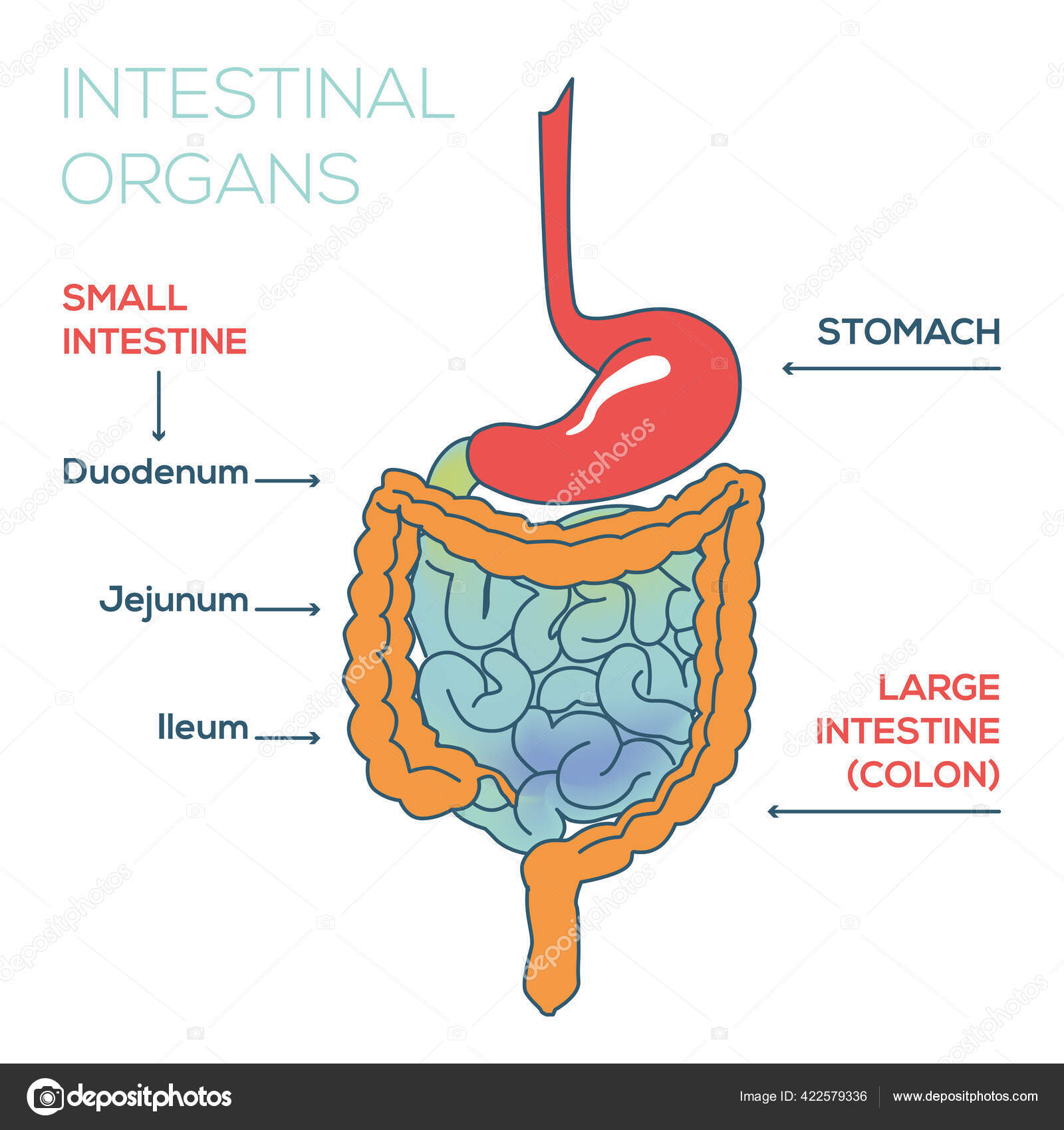 Anatomie Des Organes Intestinaux Image L'estomac Rectum Petit Intestin ...