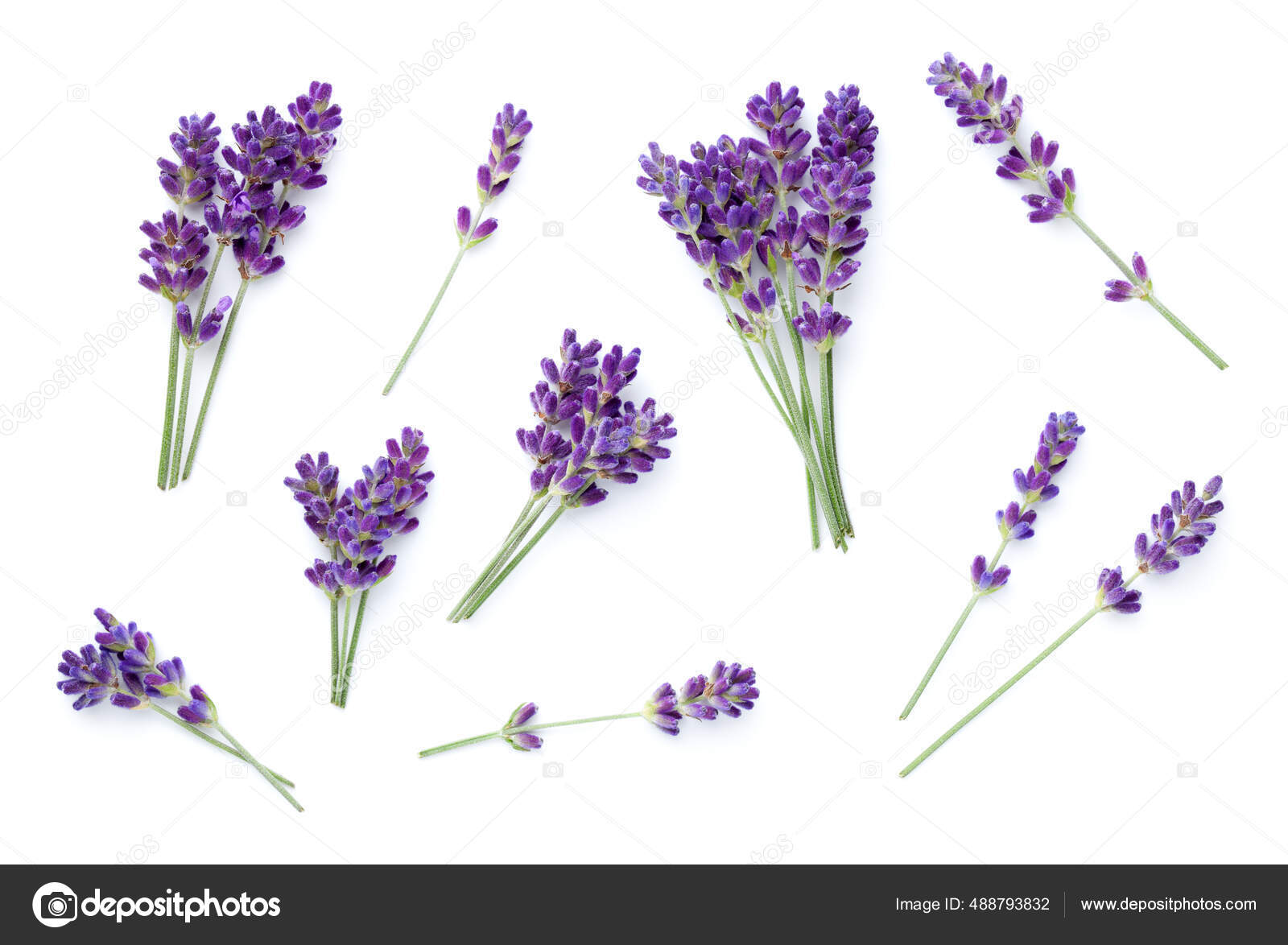 Lavender Isolated White Background Set Fresh Natural Flowers Top View ...