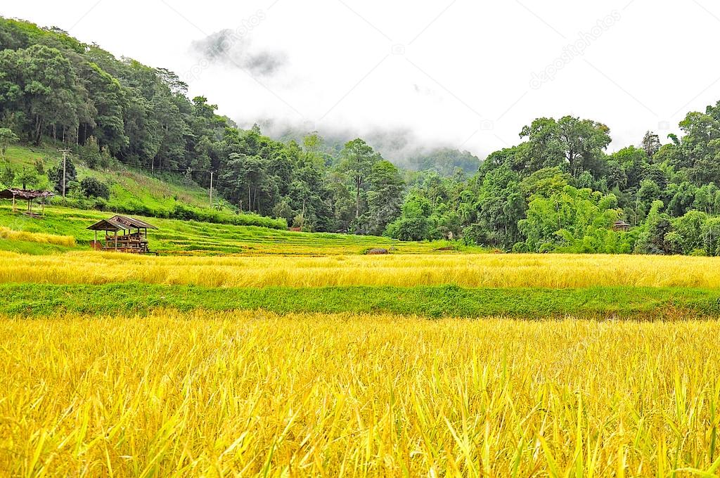 Golden Rice Field Stock Photo by ©gubgibgift 58214899