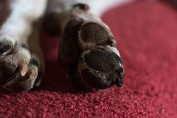 How To Get Dogs Paws Soft