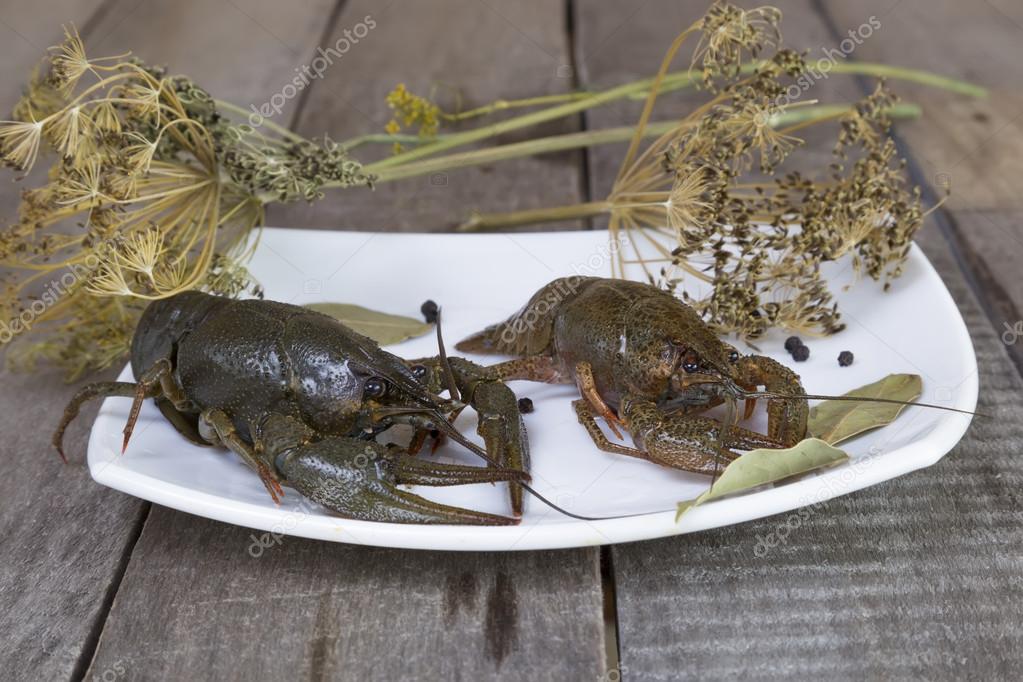 Two green crayfish on the square plate Stock Photo by ©volke 52203907