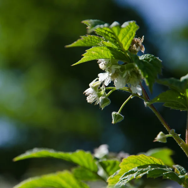 Raspberry flowers and buds - Stock Image - Everypixel