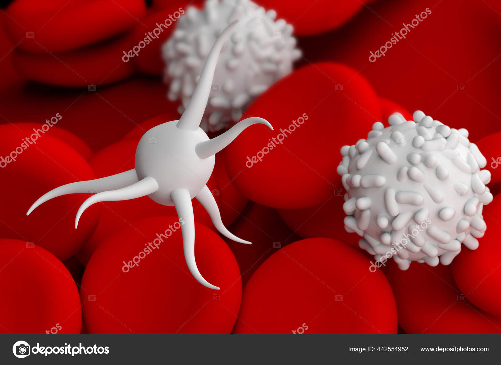 B Lymphocytes Under A Microscope