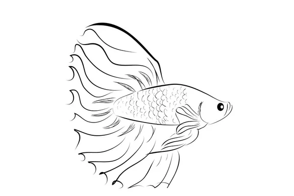Simple Outline Vector Betta Siamese Fighting Fish Giant Half Moon Stock ...