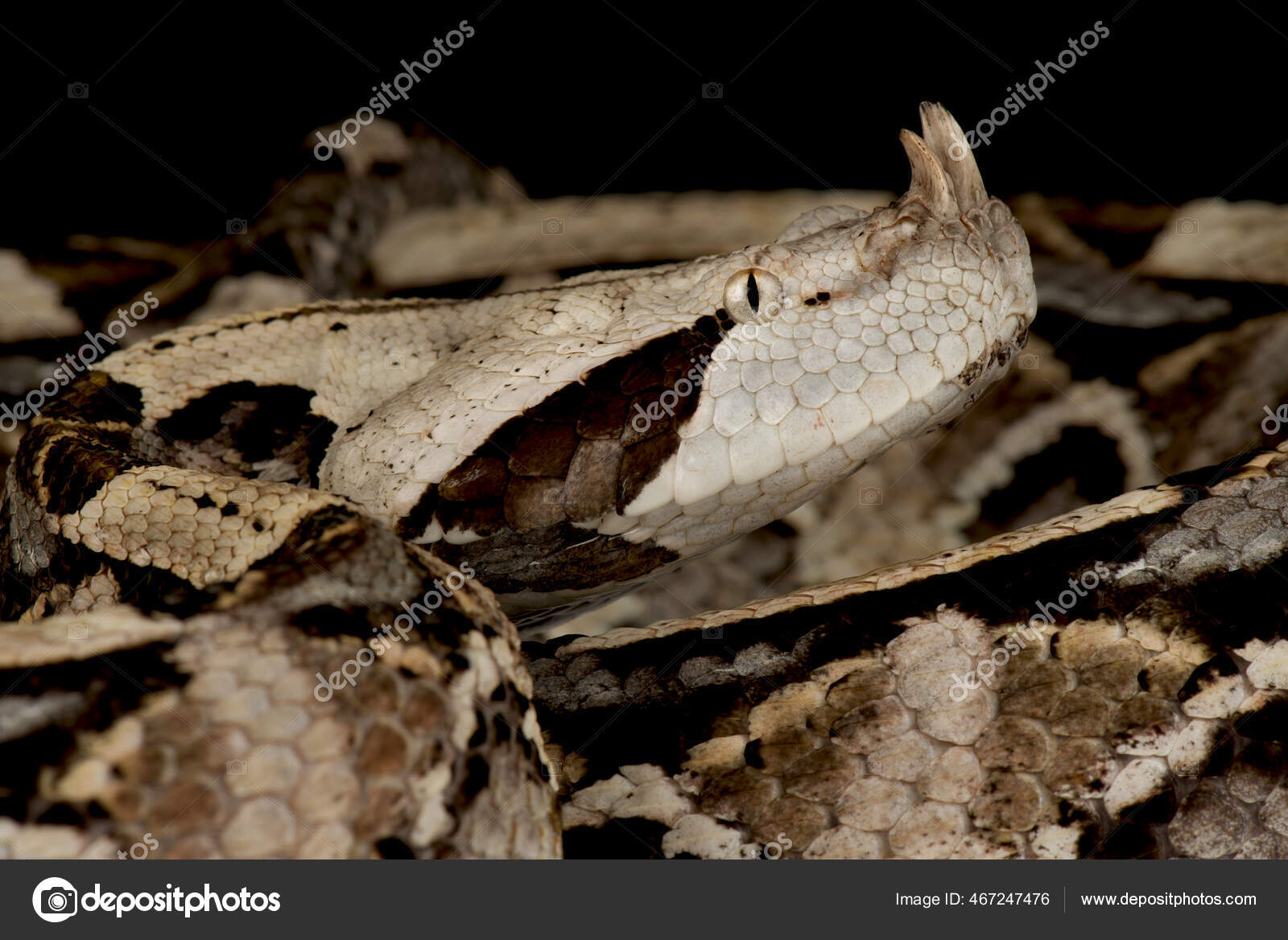 West African Gaboon Viper Bitis Rhinoceros — Stock Photo © REPTILES4ALL ...
