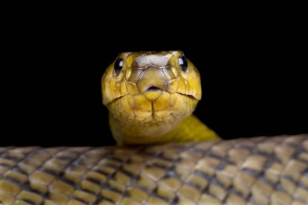 Puffing snake Stock Photos, Royalty Free Puffing snake Images ...