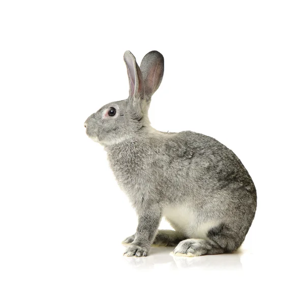Grey rabbit Stock Photo by ©jianghongyan 35521511