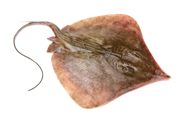 Skate wing fish Stock Photos, Royalty Free Skate wing fish Images ...