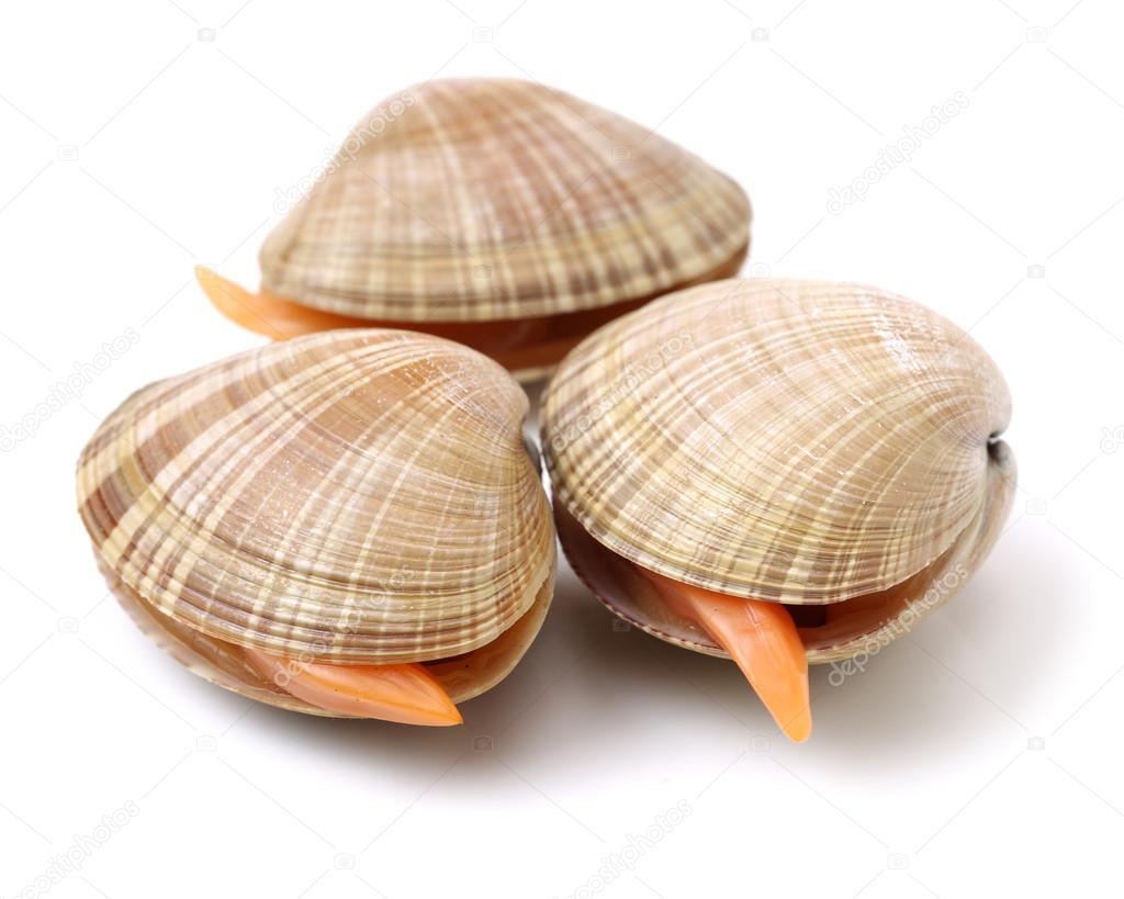 Clams on white background ⬇ Stock Photo, Image by © jianghongyan #121865226