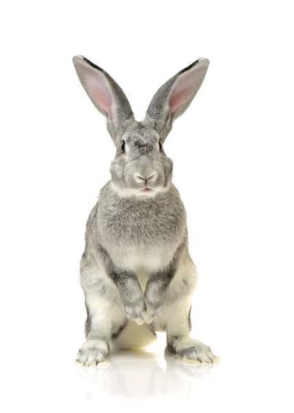 Grey rabbit Stock Photos, Royalty Free Grey rabbit Images | Depositphotos