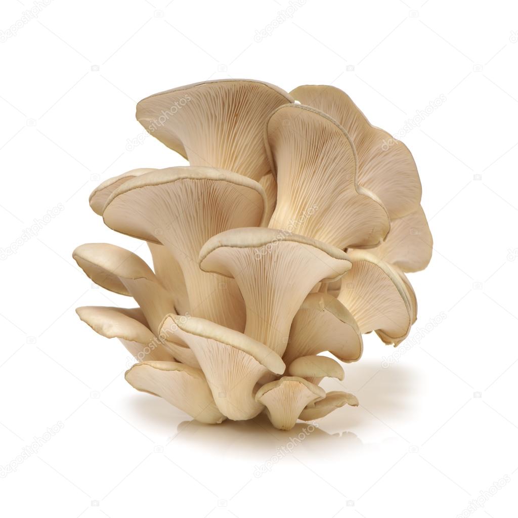 White Oyster Mushrooms