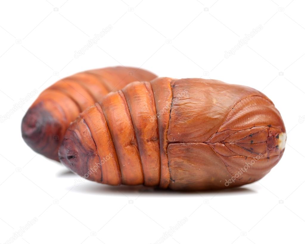 Chrysalis silkworm ,silk worm cocoon Stock Photo by ©jianghongyan 122836748