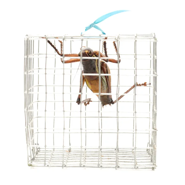 Roach traps Stock Photos, Royalty Free Roach traps Images | Depositphotos