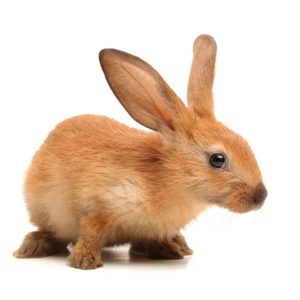 Bunny with big ears Stock Photo by ©jianghongyan 53118515