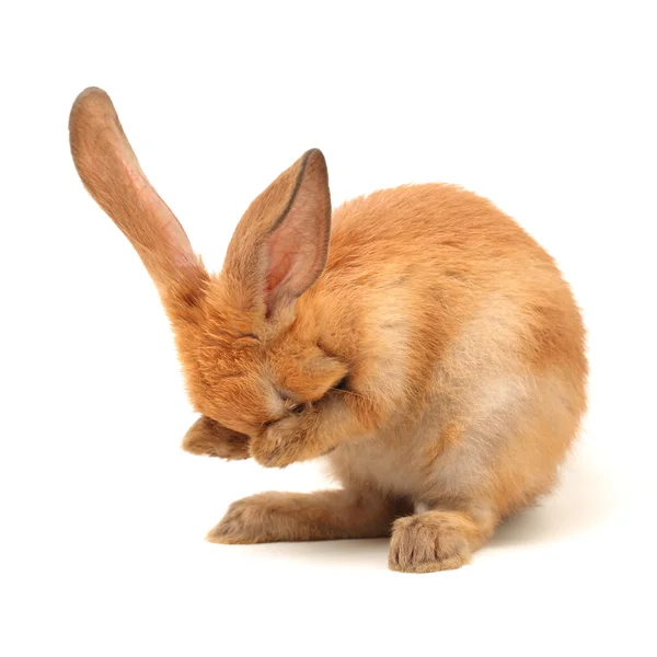 Rabbit (rear view) — Stock Photo © FotoJagodka #5278723