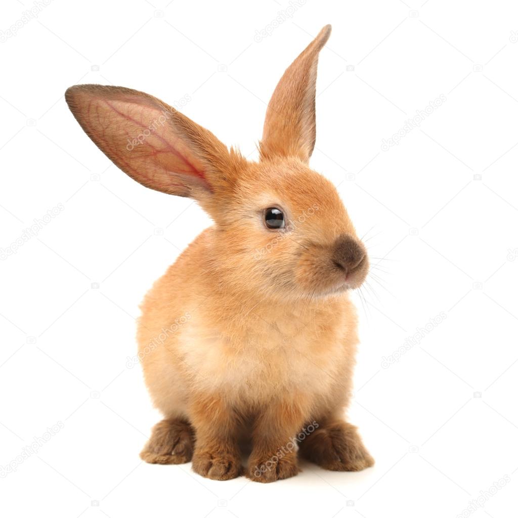 Cute Brown Rabbits
