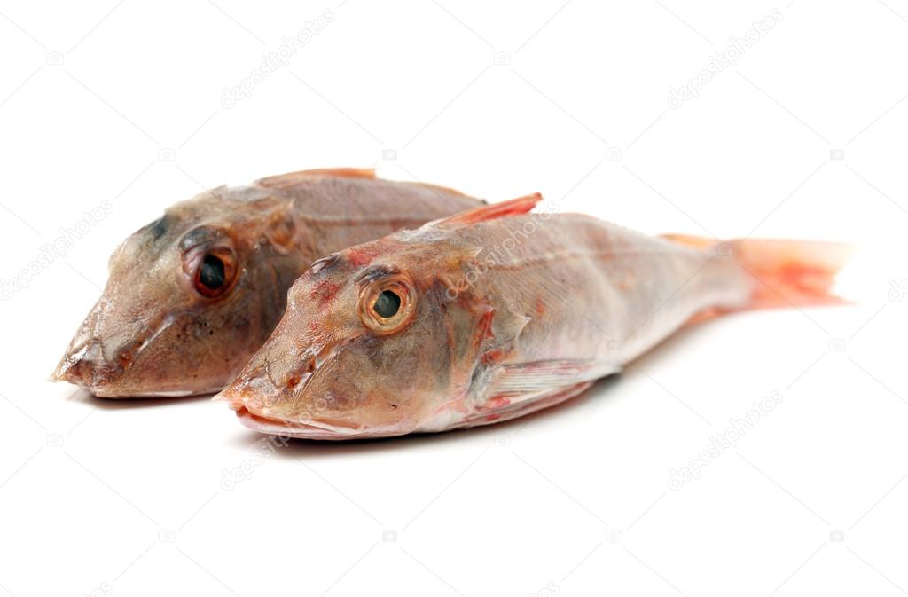 Red Gurnard Fish Stock Photo by ©jianghongyan 52422569