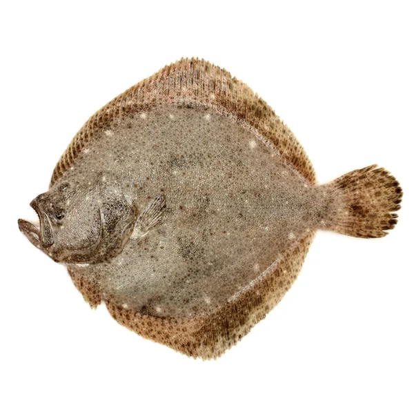 Pez rodaballo fotos de stock, imágenes de Pez rodaballo sin royalties ...