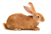 Bunny with big ears — Stock Photo © jianghongyan #53118515