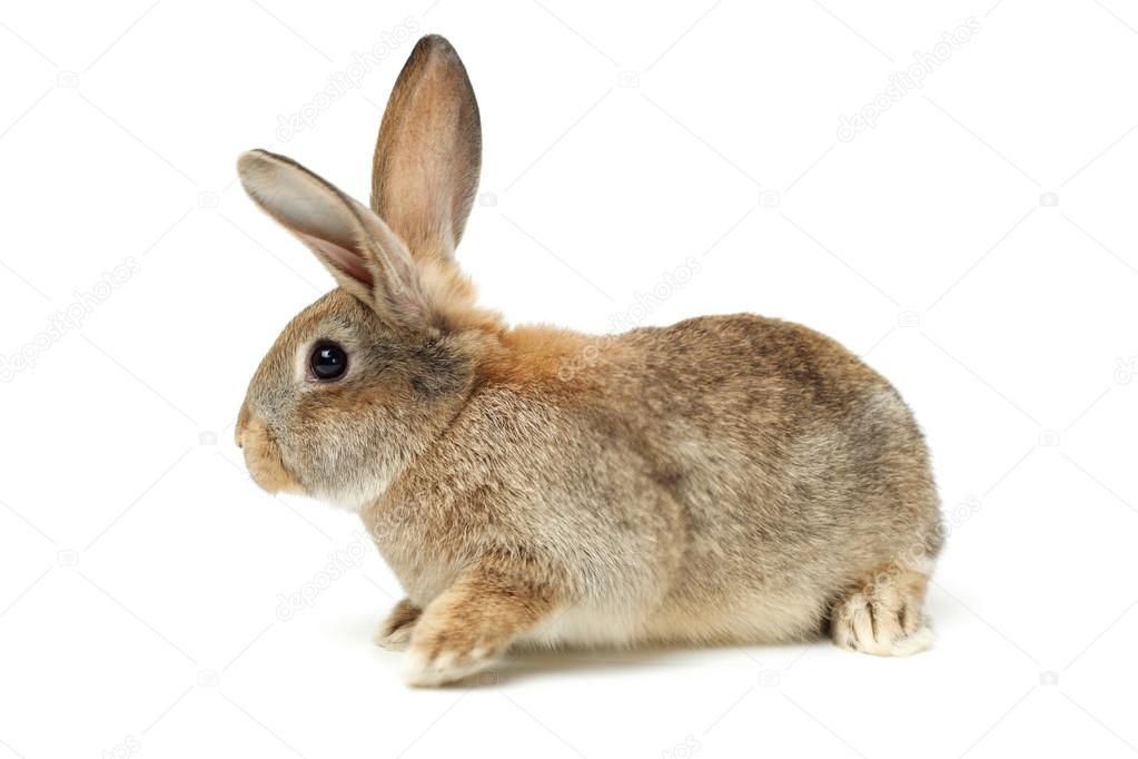 Grey rabbit Stock Photo by ©jianghongyan 54542705
