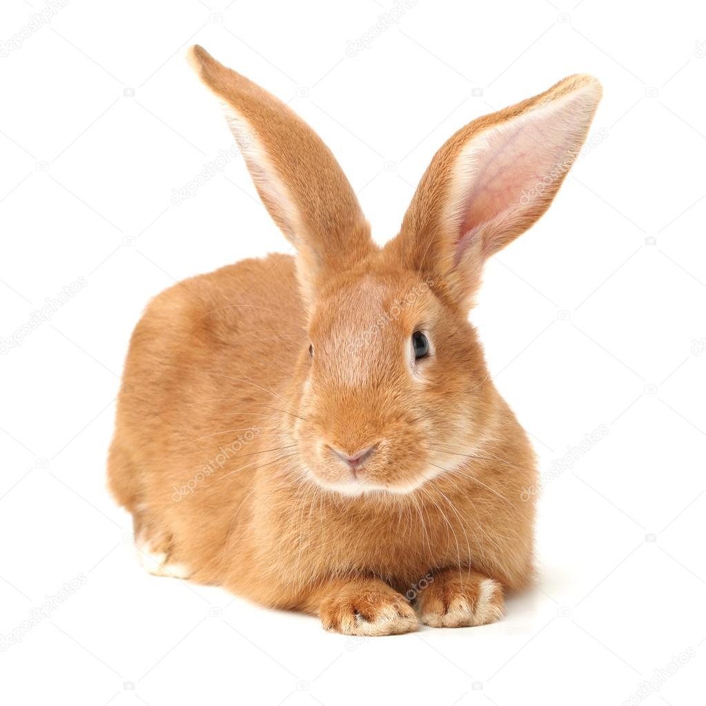 Orange rabbit — Stock Photo © jianghongyan #54544109