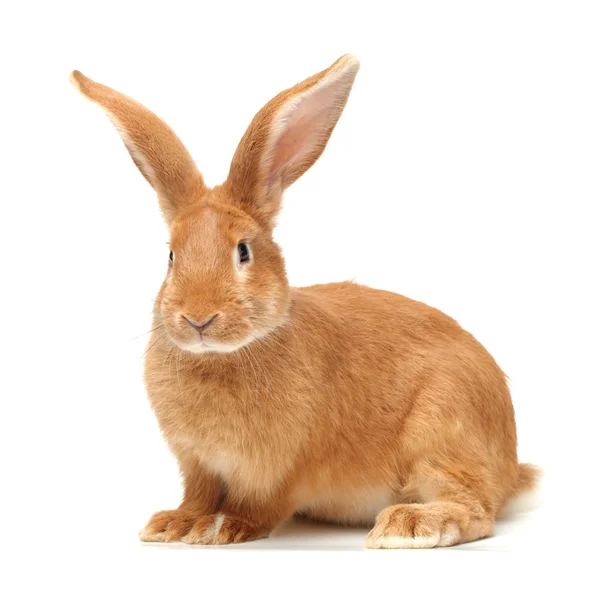 Conejo naranja — Foto de stock #32929613 © jianghongyan