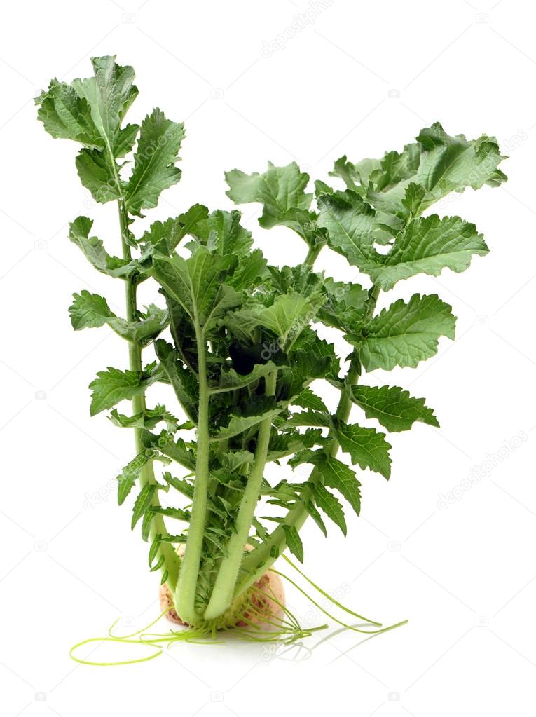 Radish Leaves