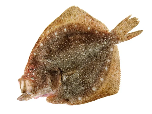 Pez rodaballo fotos de stock, imágenes de Pez rodaballo sin royalties ...