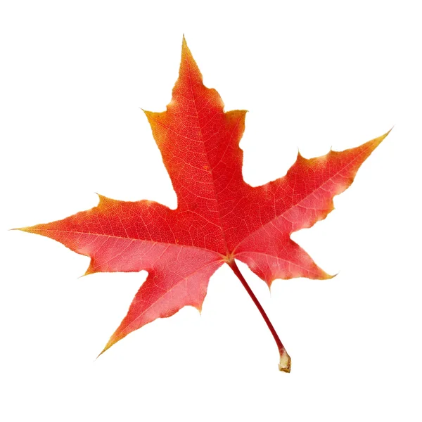 Canadian maple leaf Stock Photos, Royalty Free Canadian maple leaf ...
