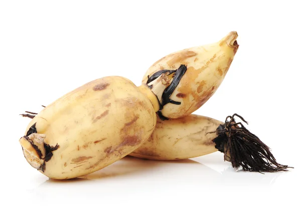 White lotus with roots isolated Stock Photos, Royalty Free White lotus ...