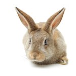 Bunny with big ears — Stock Photo © jianghongyan #53118515