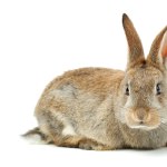 Bunny with big ears — Stock Photo © jianghongyan #53118515