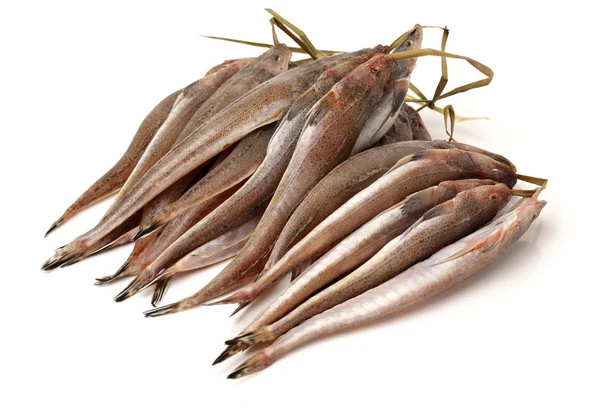 Flathead Stock Photos, Royalty Free Flathead Images | Depositphotos