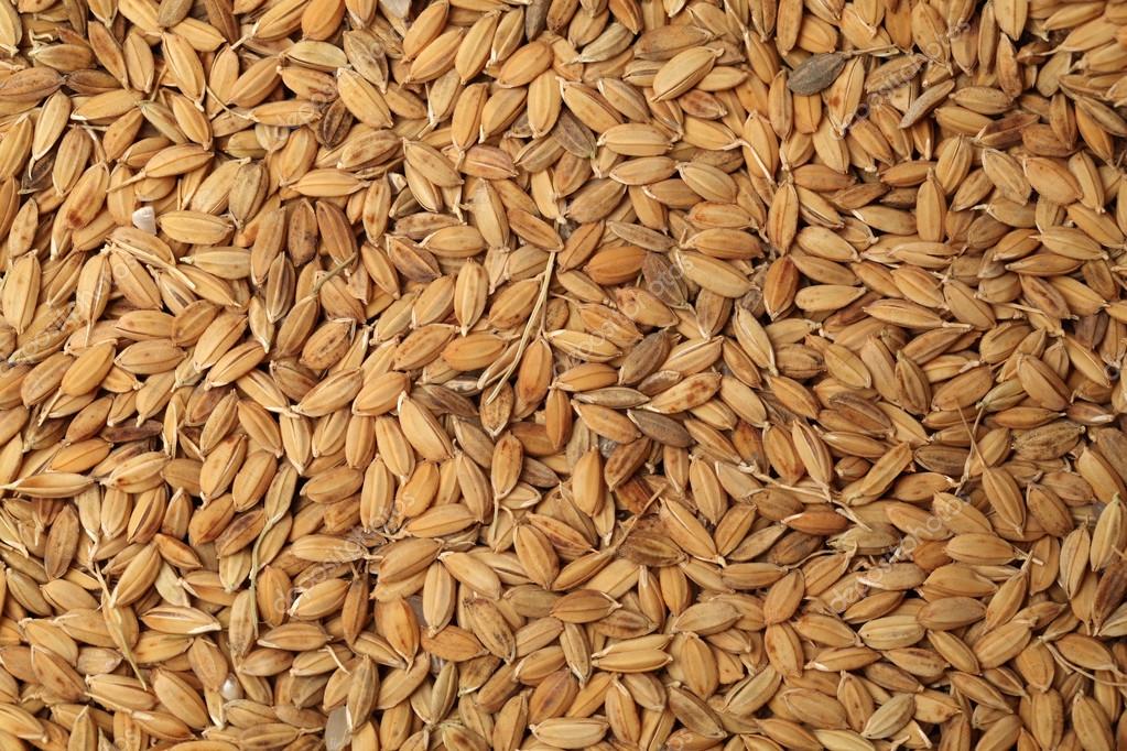Paddy grains texture Stock Photo by ©jianghongyan 64352667