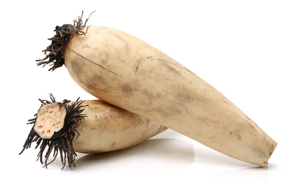 White lotus with roots isolated Stock Photos, Royalty Free White lotus ...