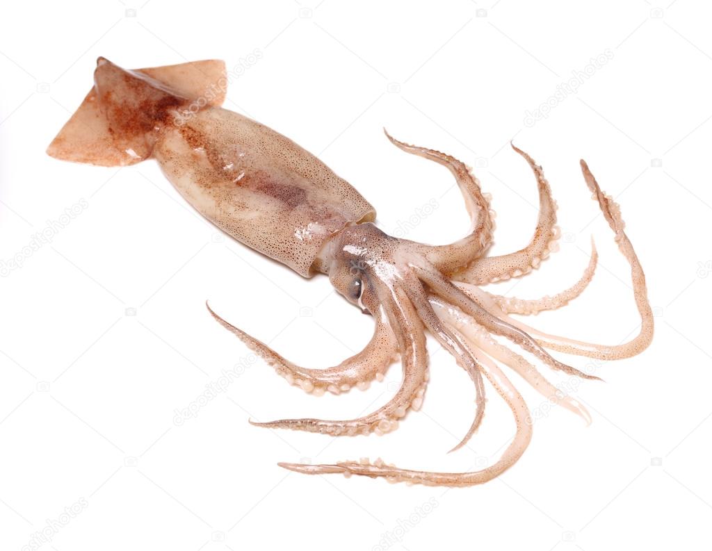 Small Freshly Steamed Squid Stock Photo by ©jianghongyan 69378589
