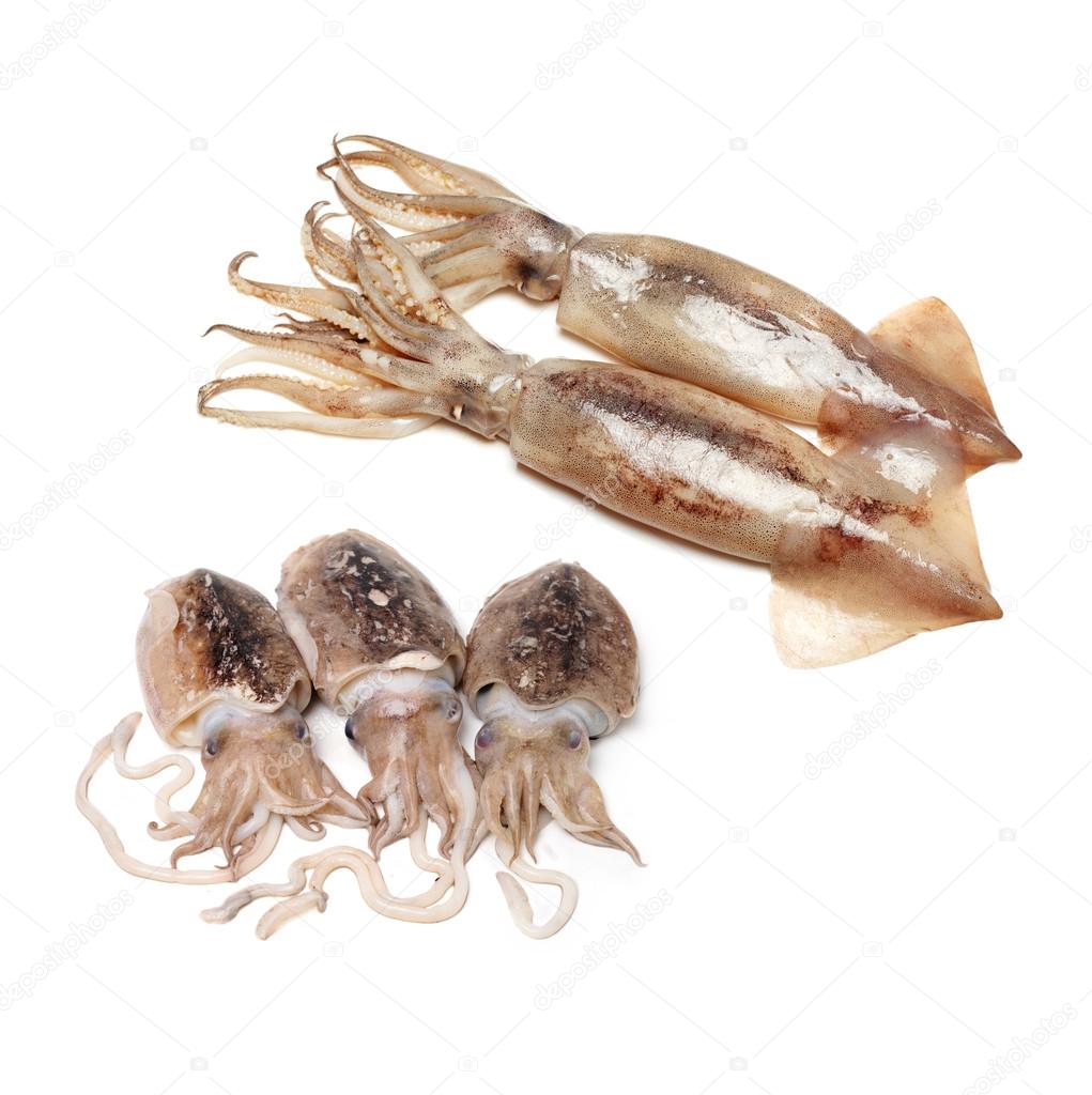 Small Freshly Steamed Squids — Stock Photo © jianghongyan #69405195